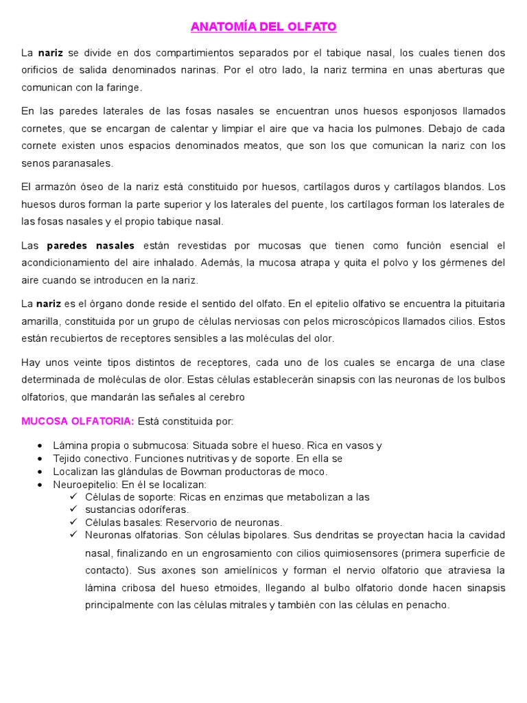 Anatomía Del Olfato | PDF | Olfato | Cabeza y cuello humanos