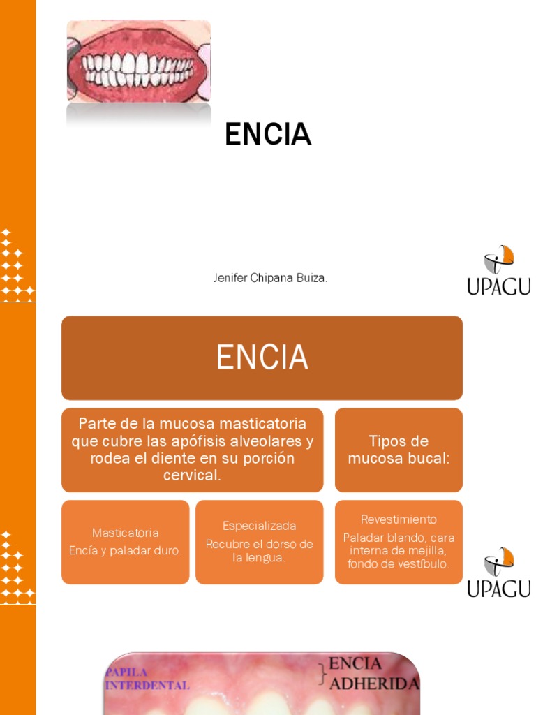 Encia PDF | PDF | Epitelio | Diente humano