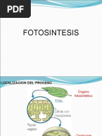 UNIDAD 3 Fotorrespiración, Plantas C3. C4, CAM | PDF | Fotosíntesis ...