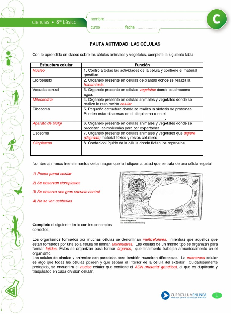 Guía de actividades sobre las estructuras y funciones celulares | PDF ...