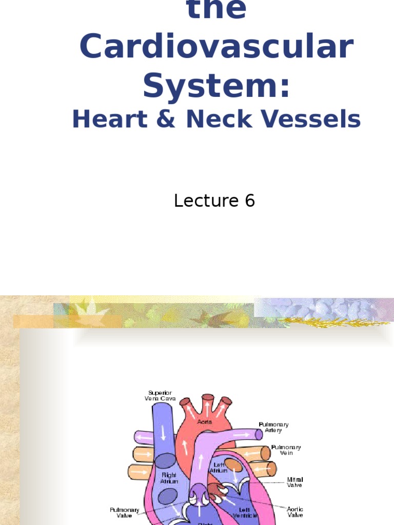 An In-Depth Examination of the Cardiovascular System: A Guide to ...