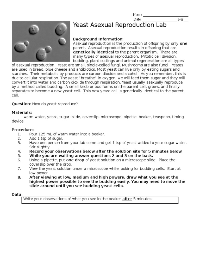 Yeast Asexual Reproduction Lab | PDF | Yeast | Reproduction
