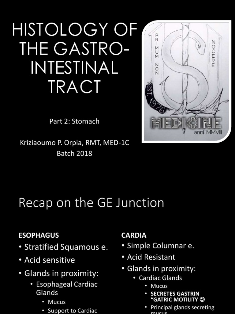 Histology of GIT Part 2 Stomach PDF | PDF | Stomach | Esophagus