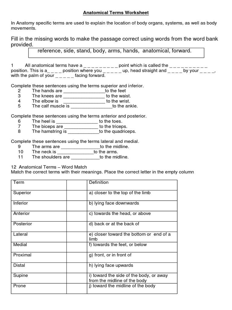Directional Terminology And Anatomical Terms Worksheet