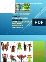 Partes del tórax en insectos | PDF | Insectos | Artropodología