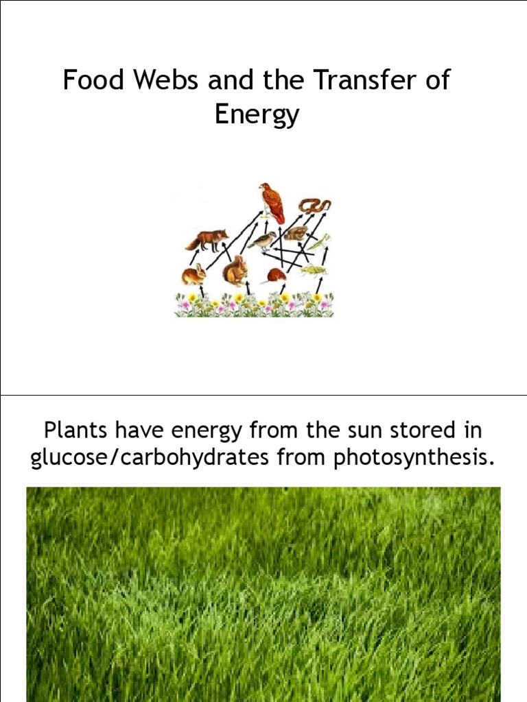 Food Webs and The Transfer of Energy | PDF