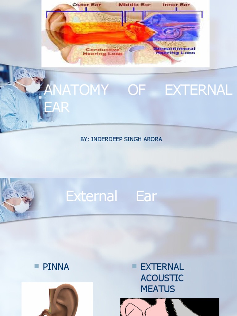 Anatomy of External Ear | PDF | Ear | Human Nose