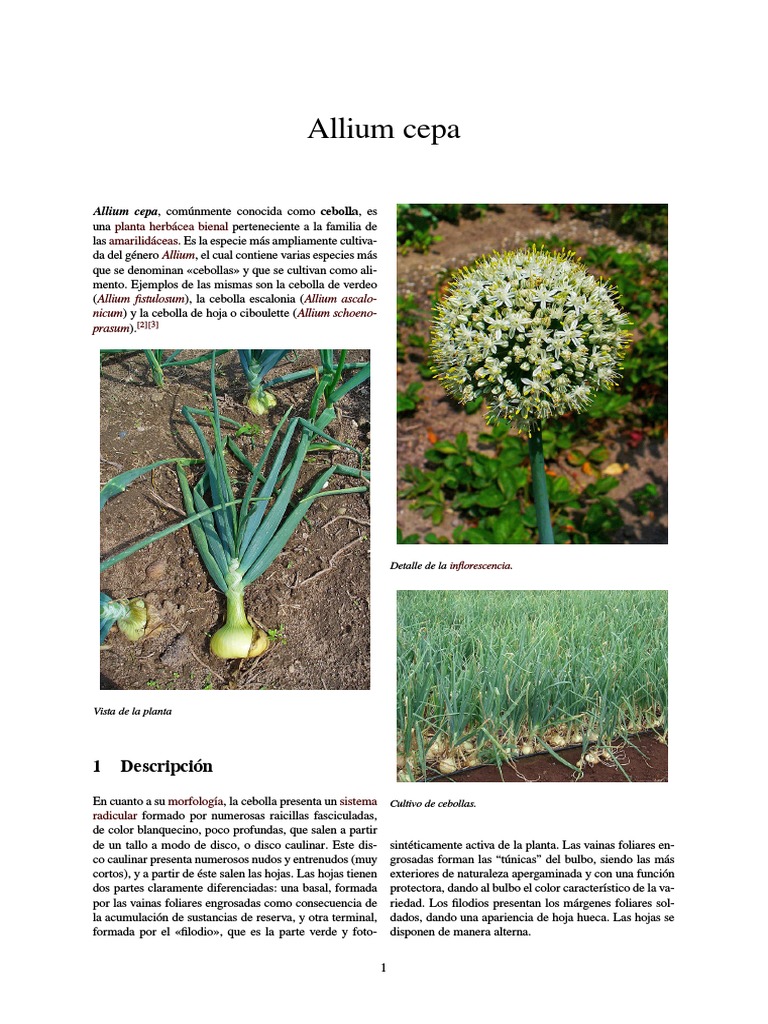 Allium Cepa | PDF | Cebolla | Plantas