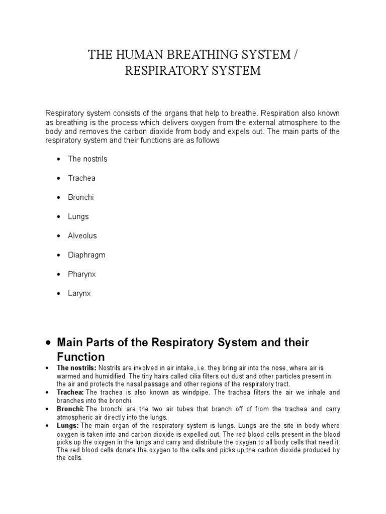 The Human Breathing System | Download Free PDF | Respiratory System | Lung
