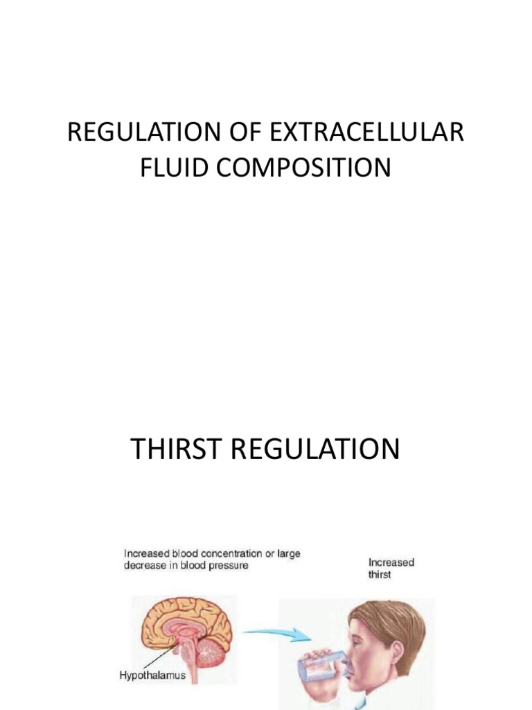 Regulation of Extracellular Fluid Composition | PDF