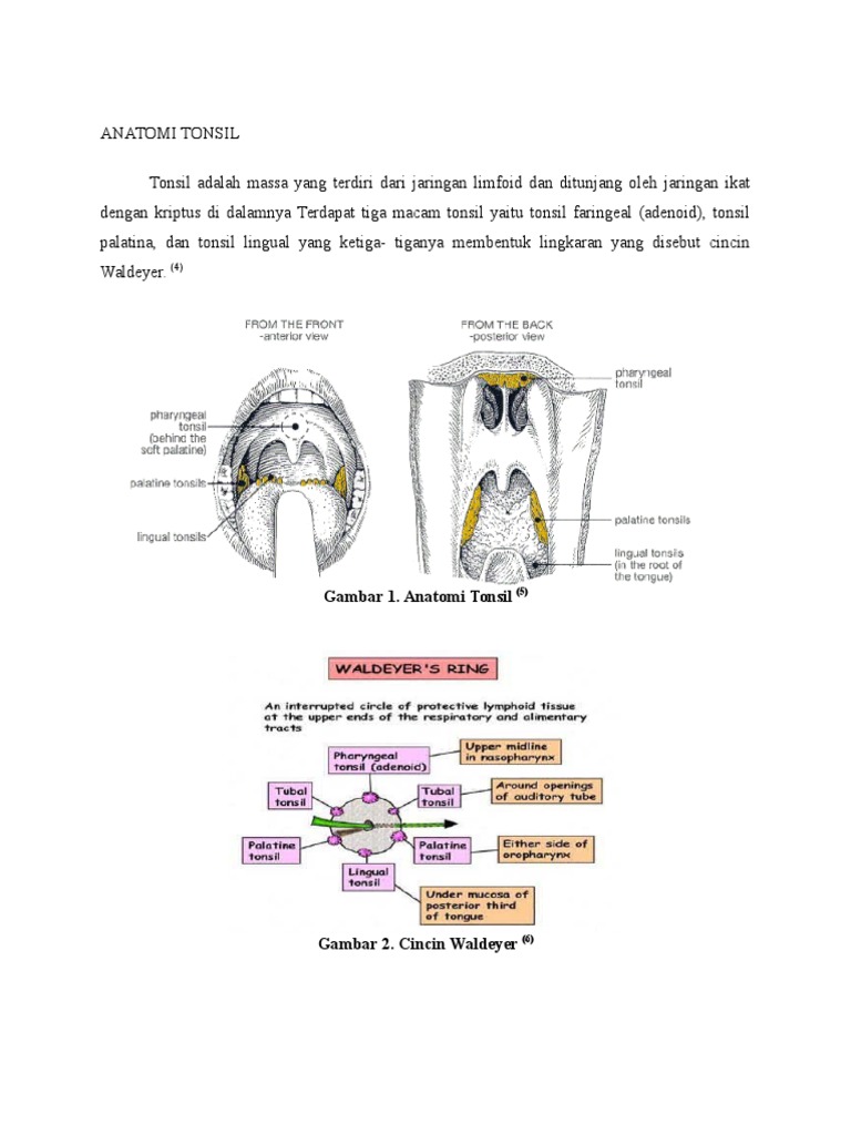 ANATOMY AND PHYSIOLOGY OF TONSILS | PDF