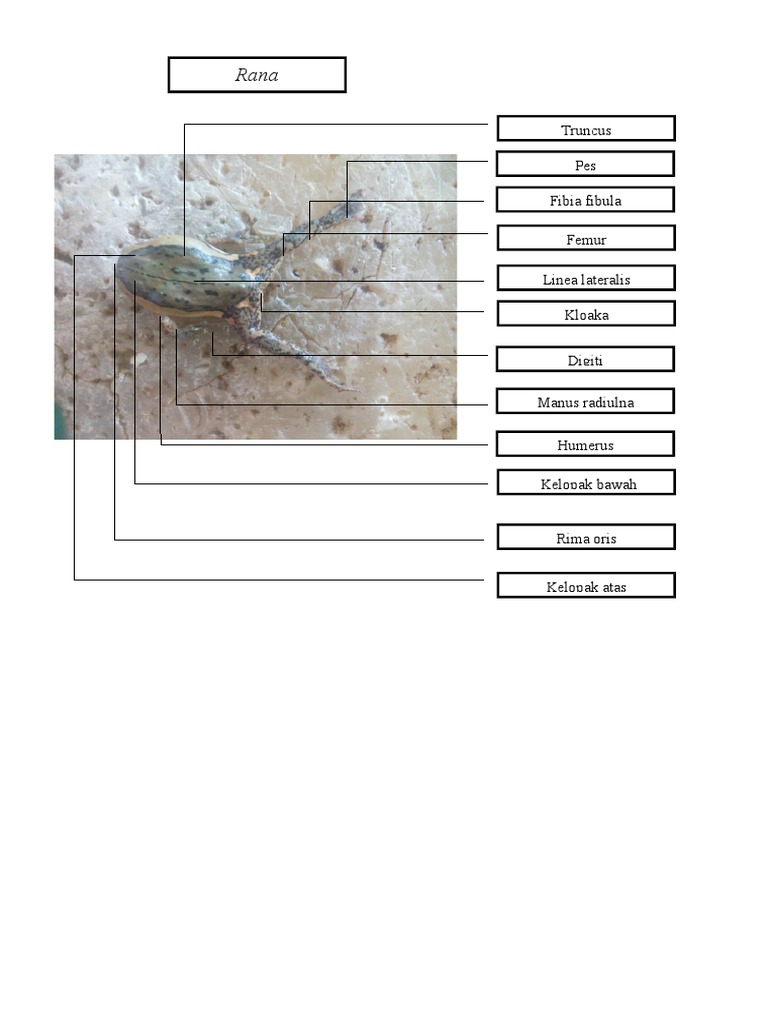 Truncus Pes Fibia Fibula Femur Linea Lateralis Kloaka Digiti Manus ...