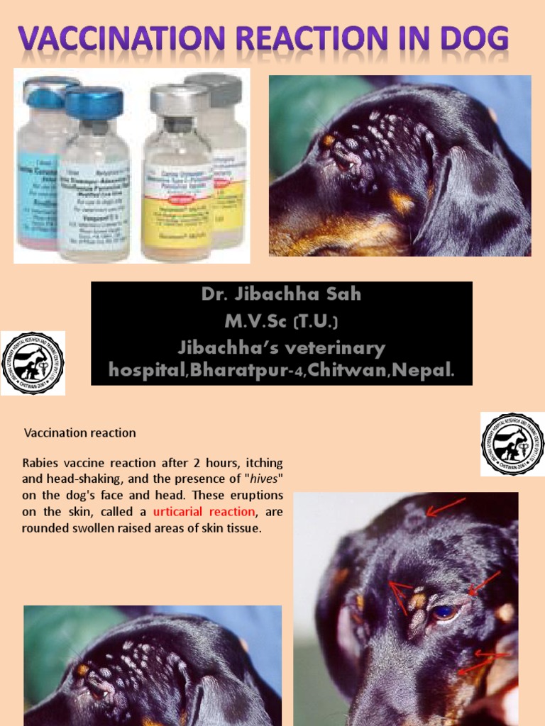 Vaccination Reaction in Dog, A DR - Jibachha Sah Presentation | PDF ...