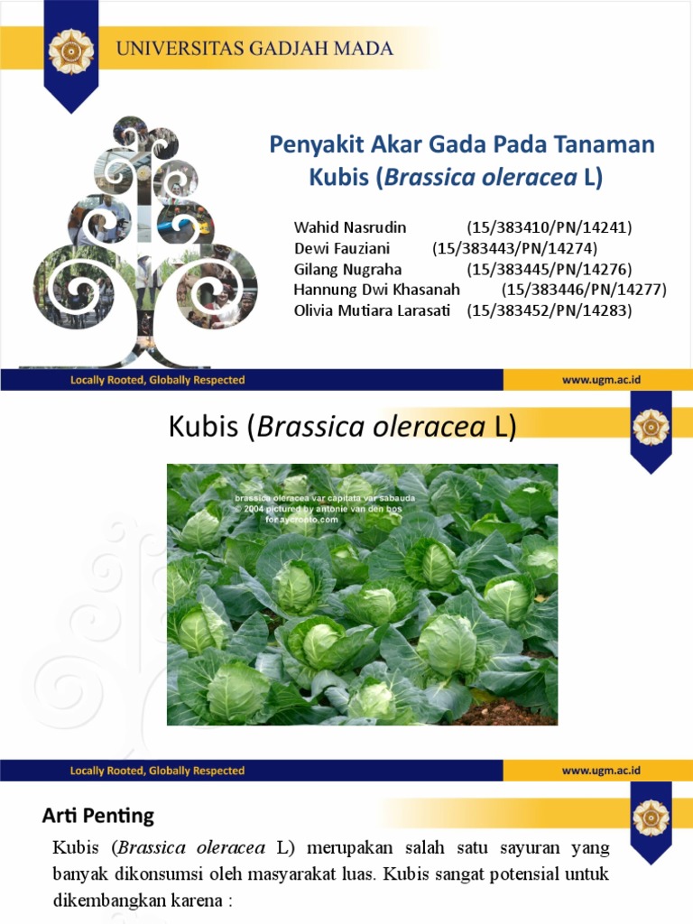 Pengendalian Penyakit Akar Gada Pada Tanaman Kubis | PDF Pengendalian Penyakit Akar Gada Pada Tanaman Kubis | PDF