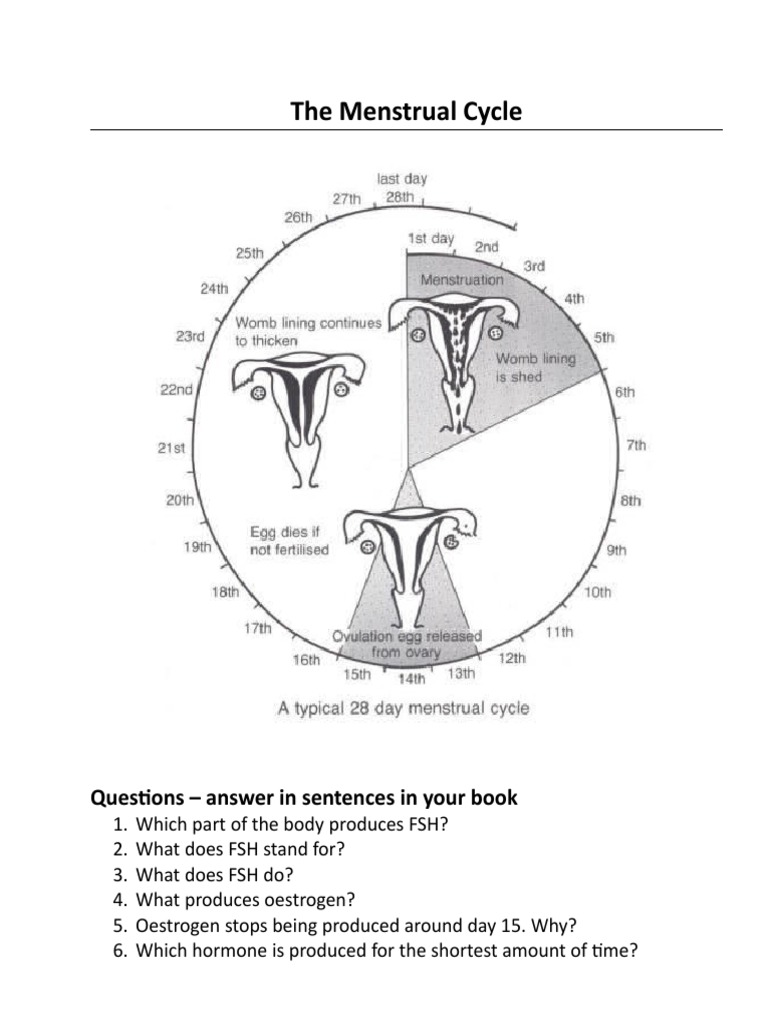 The Menstrual Cycle Worksheet | PDF