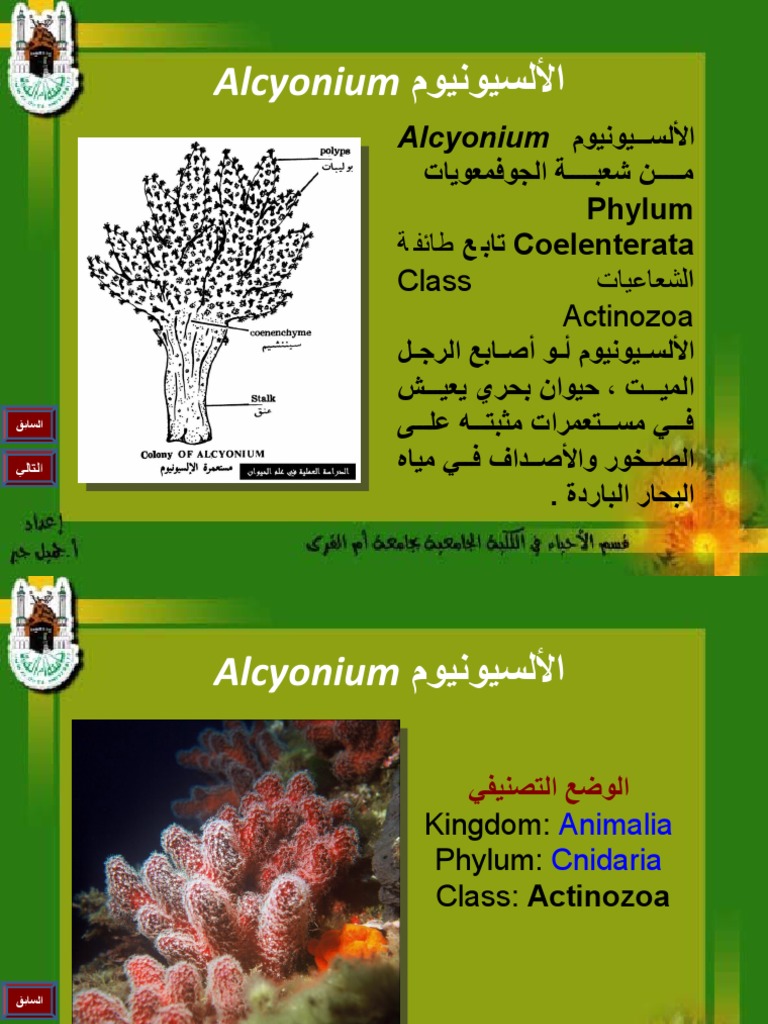Alcyonium | PDF