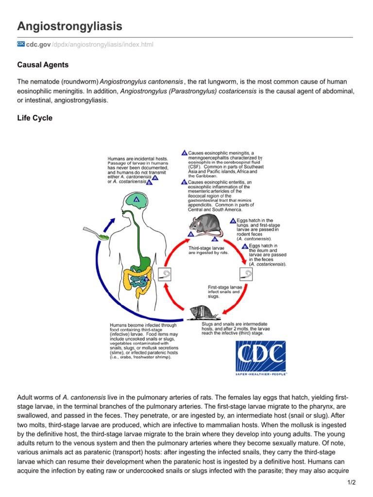 Angiostrongyliasis: Causal Agents | Parasitology | Medicine