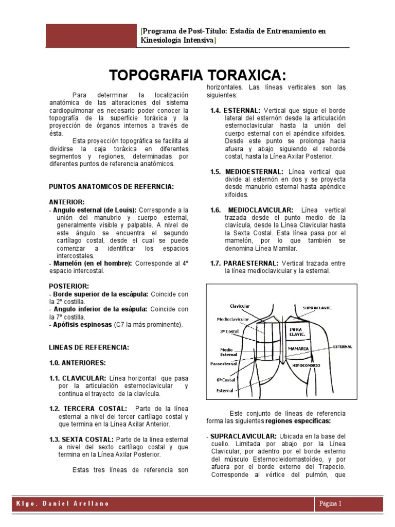 Topografia de Torax | Tórax | Pulmón