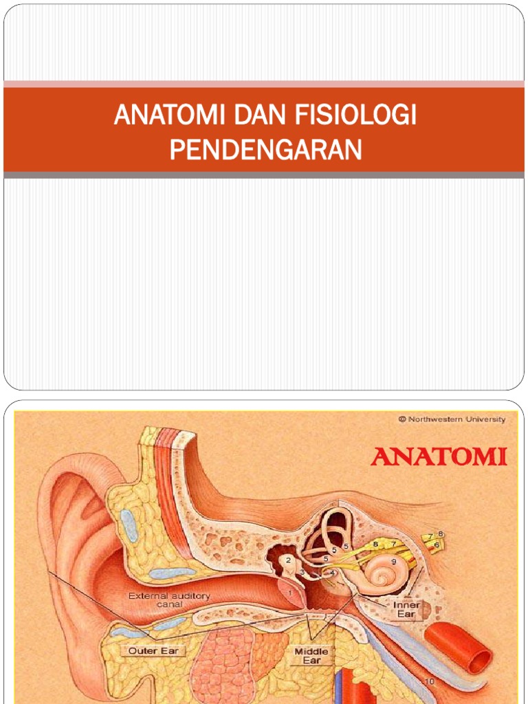 Anatomi & Fisiologi Pendengaran Dan Keseimbangan | PDF