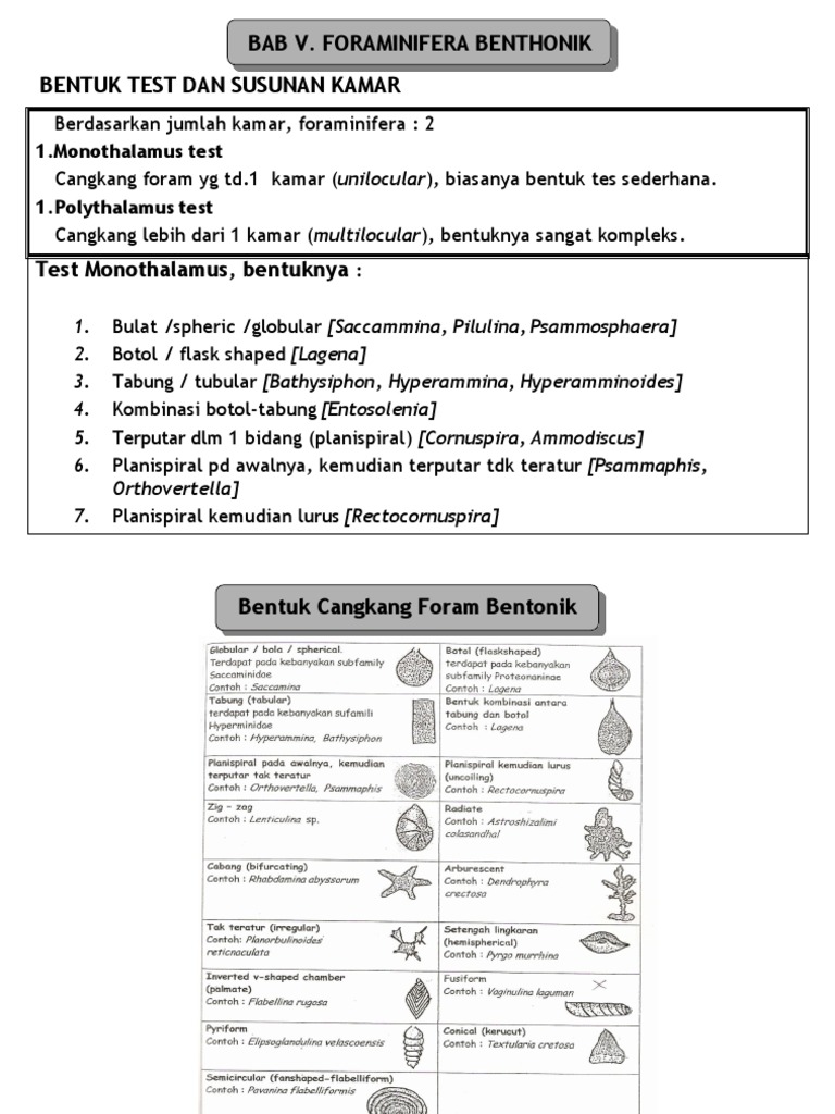 Foraminifera Bentonik | PDF