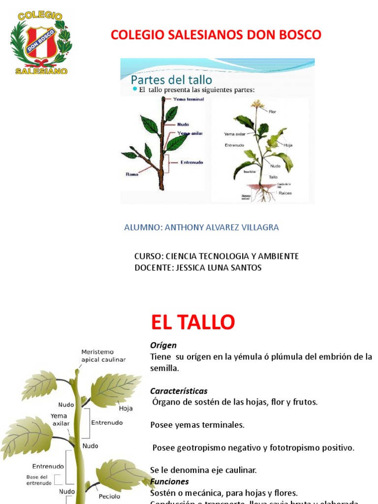 Tallo CTA | PDF | Tallo de la planta | Hoja