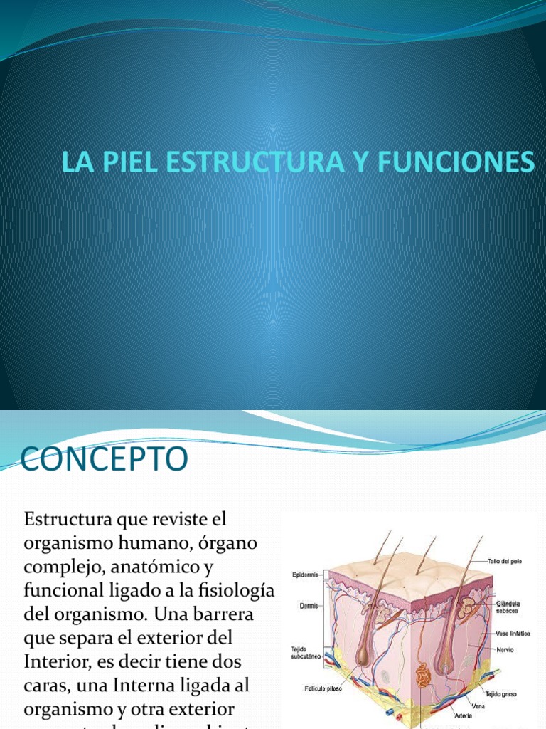 La Piel: Estructura y Funciones | PDF | Epidermis | Piel