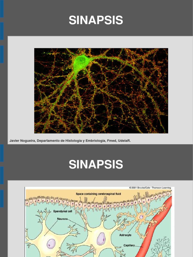 Sinapsis - 2015 | Sinapsis | Sinapsis química