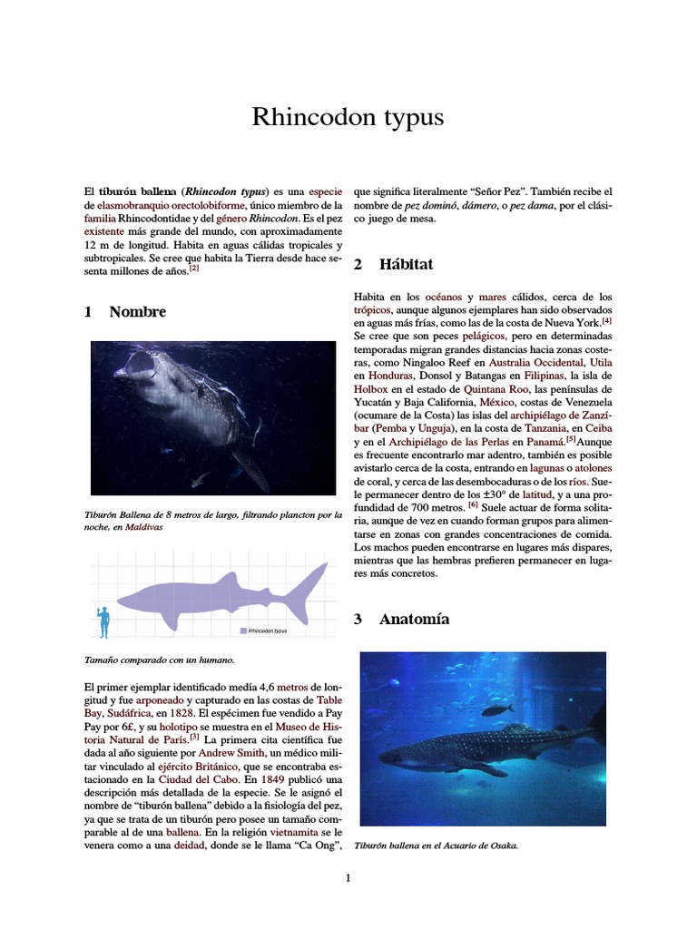 Rhincodon Typus | Descargar gratis PDF | Elasmobranquios | Tiburones
