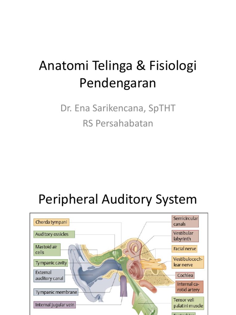 Anatomi Telinga & Fisiologi Pendengaran | PDF