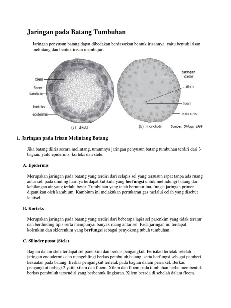 Jaringan Pada Batang Tumbuhan | PDF