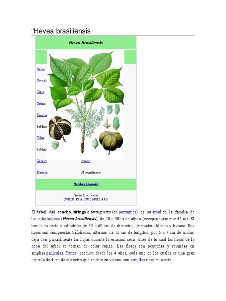 Hevea Brasiliensis | PDF | Forma de vida vegetal | Materiales naturales