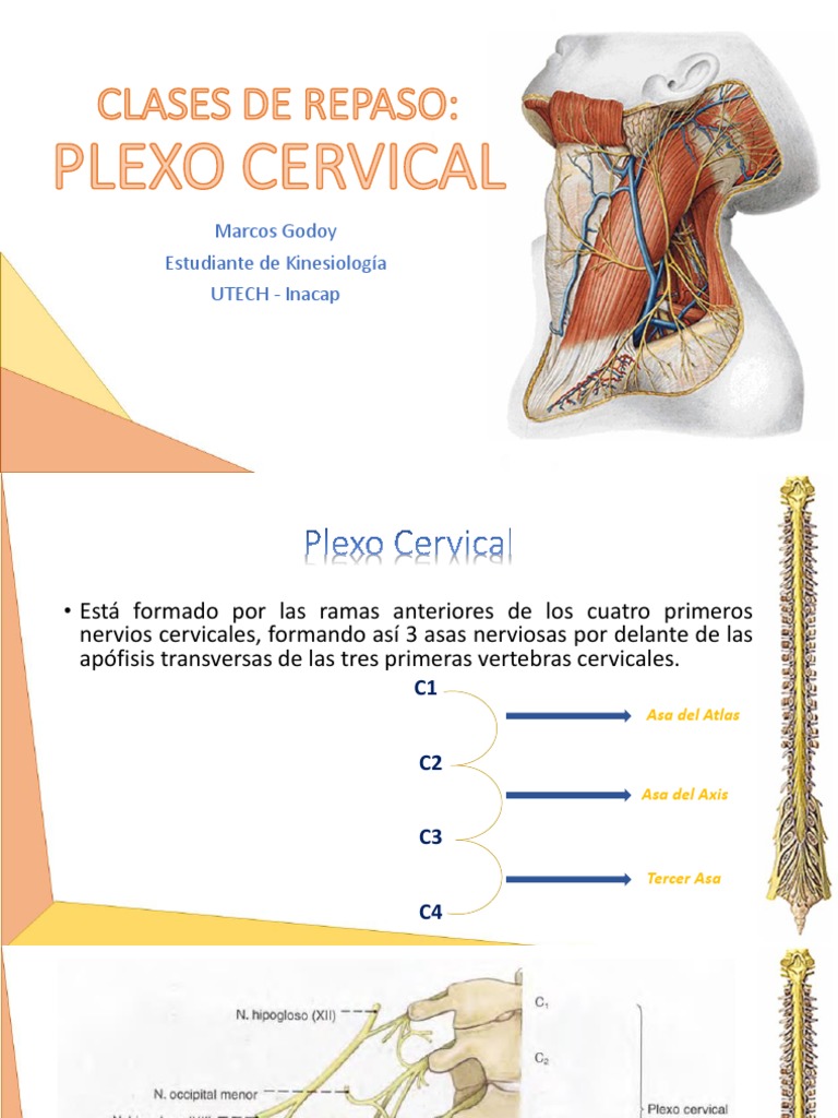 Plexo Cervical | PDF | Anatomía humana | Cabeza y cuello humanos