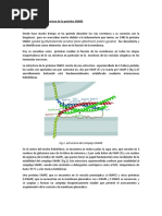 Complejo SNARE y fusión de membranas | PDF | Ácido gamma-aminobutírico ...