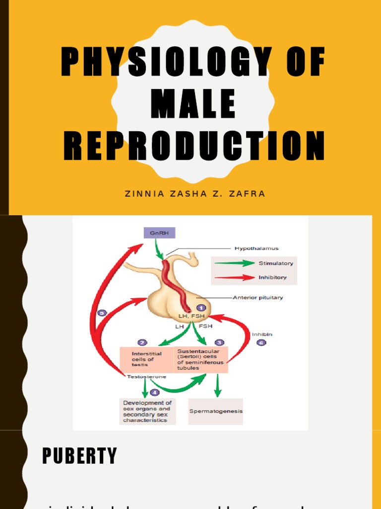 Physio Male Repro Design | PDF