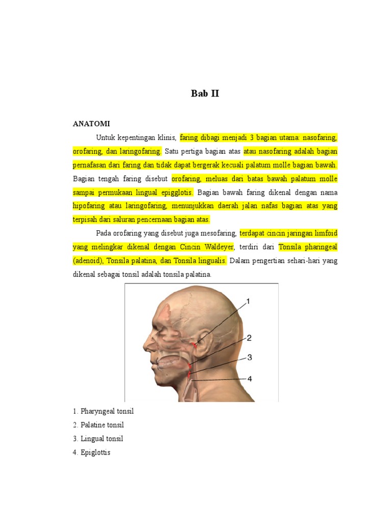 Anatomi & Fisiologi Tonsil | PDF