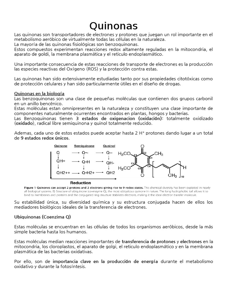 Quinonas: Funciones y Aplicaciones Médicas | PDF | Estrés oxidativo ...
