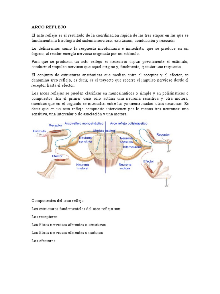 Arco Reflejo | PDF | Neurona | Nervio