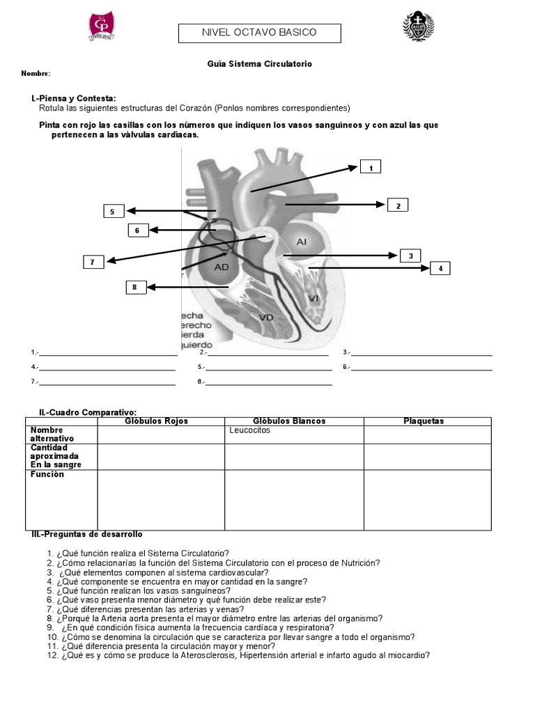 Guia Sistema Circulatorio | PDF | Sistema circulatorio | Artería