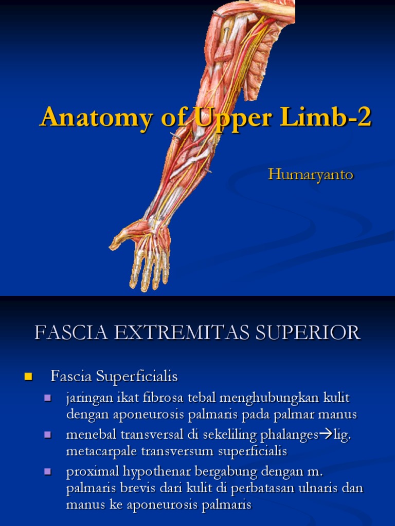 Anatomy of Upper Limb-2 | PDF | Siku | Ibu Jari