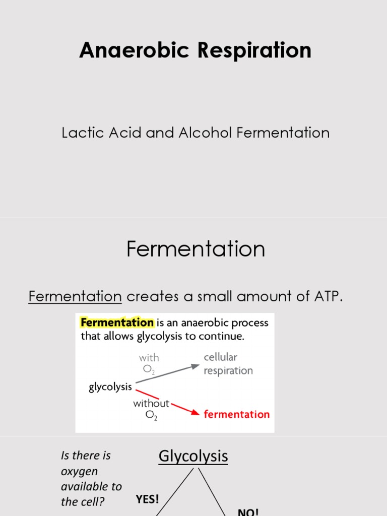 Understanding Anaerobic Respiration: Lactic Acid Fermentation ...