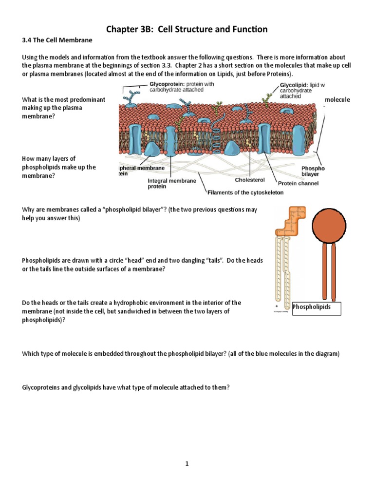Cell Membrane Structure and Transport | PDF | Cell Membrane | Phospholipid