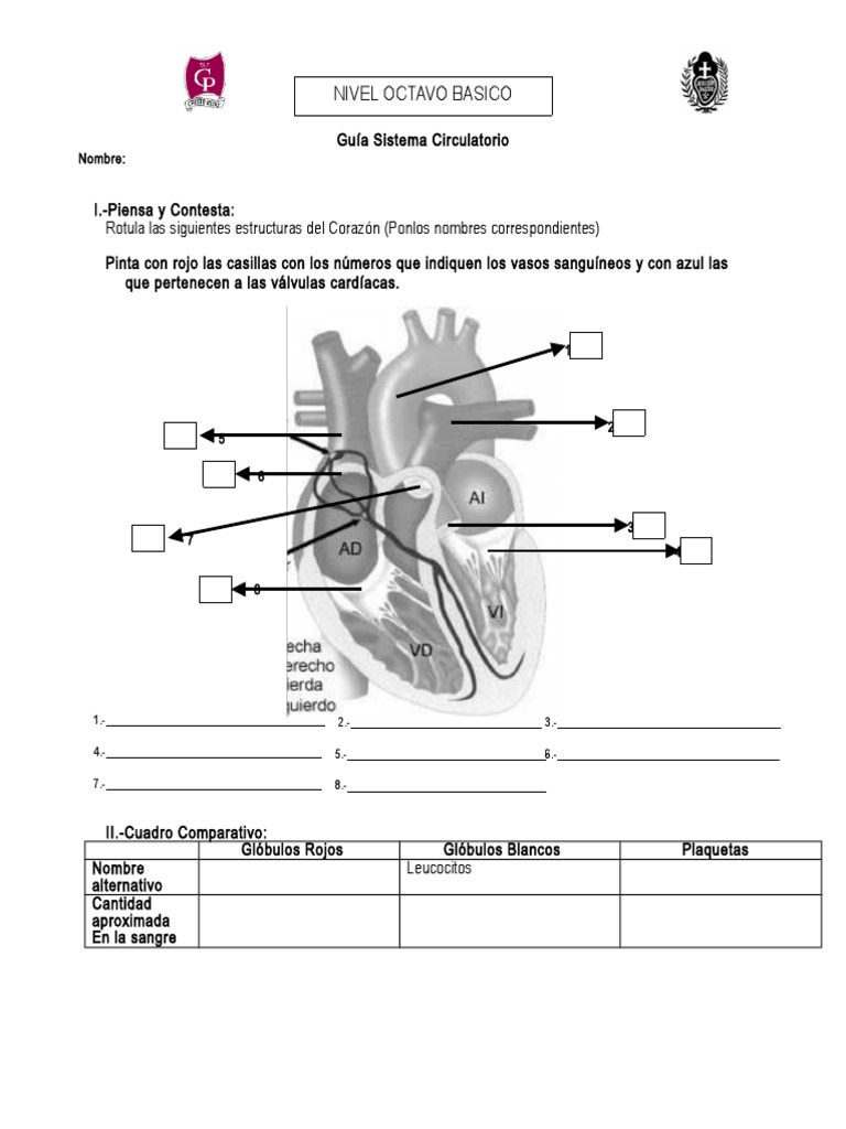 Guia-Sistema Circulatorio | PDF | Sistema circulatorio | Artería