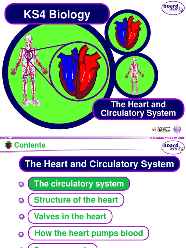 KS4 the Heart and Circulatory System | Atrium (Heart) | Heart