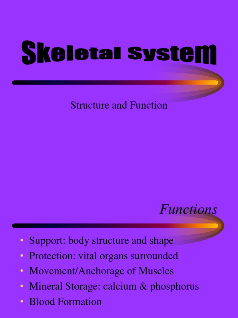 Skeletal System | PDF | Vertebra | Skull