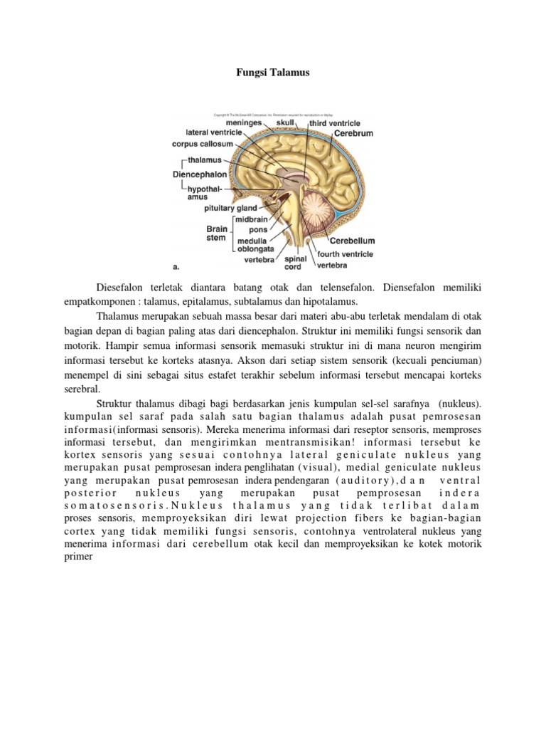 Fungsi Talamus | PDF