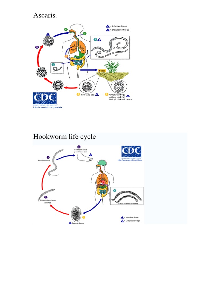Parasitology Life Cycles