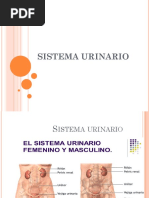 Síntomas Irritativos y Obstructivos Urinarios | PDF | Riñón | Vejiga ...