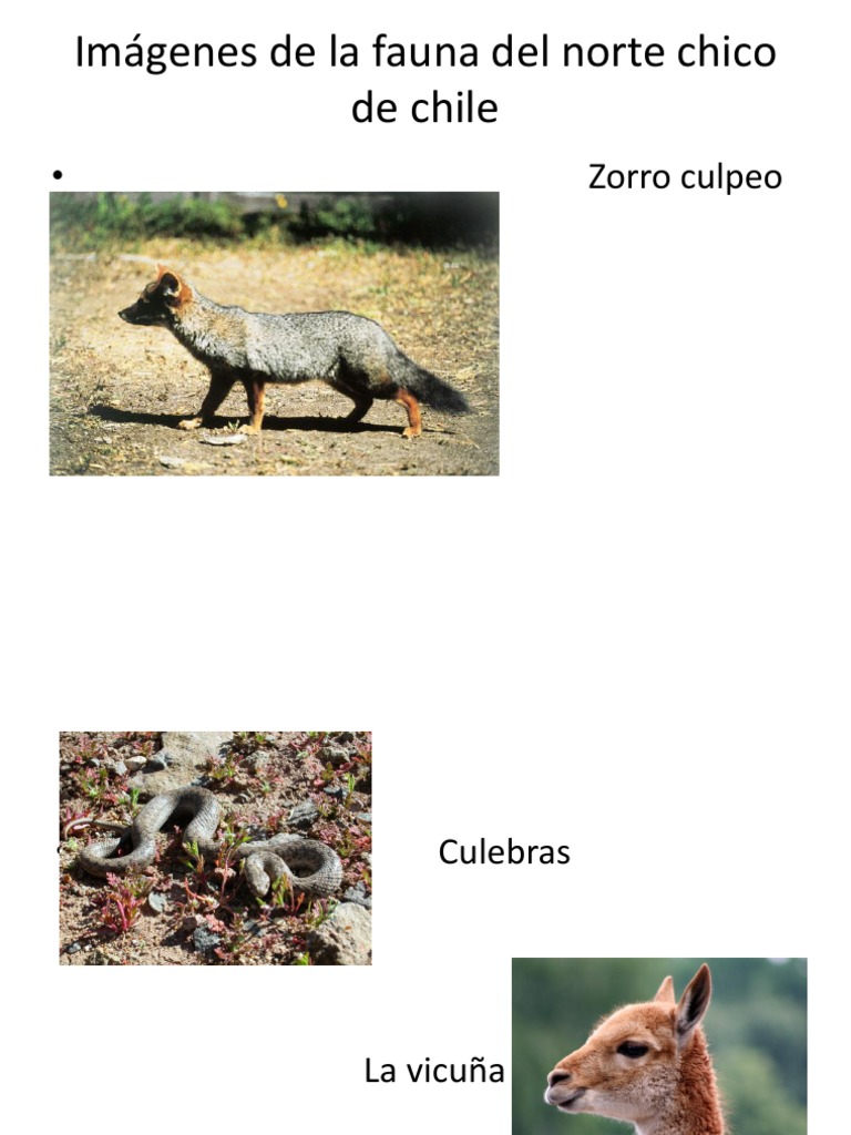Imágenes de La Fauna Del Norte Chico De