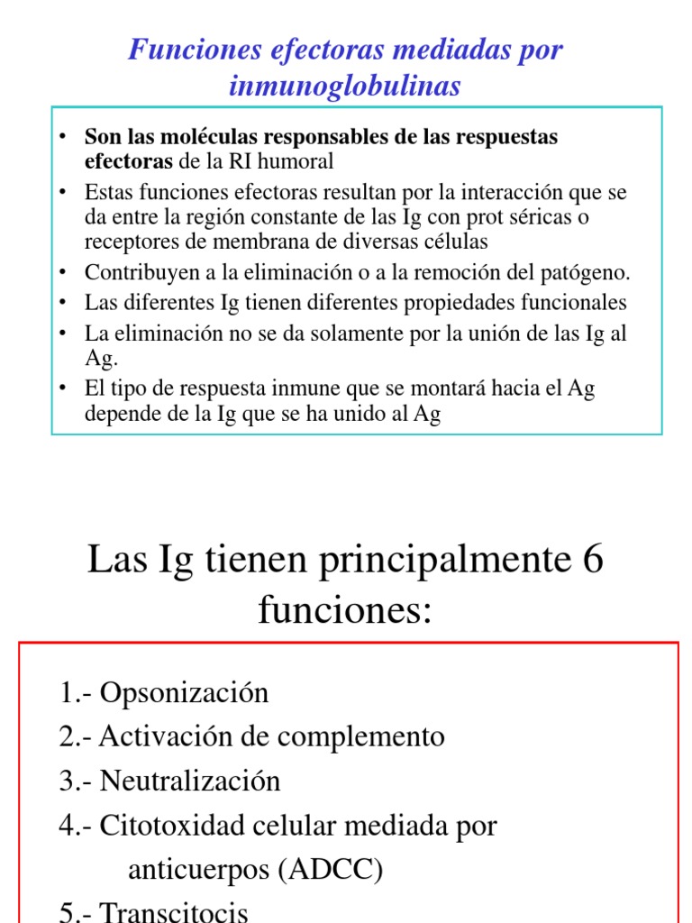 Funciones de las Inmunoglobulinas | PDF | Anticuerpo | Sistema complementario