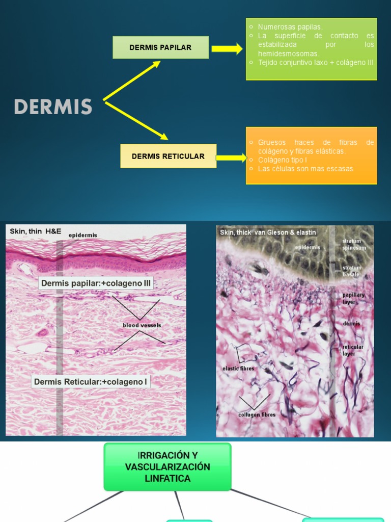 DERMIS | Sangre | Piel